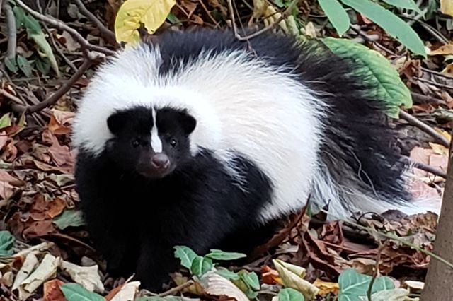 The ever-dreaded skunk spray - Noah's Pet Services