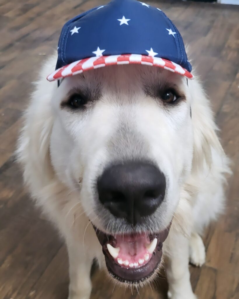 About Us - Noah's Pet Services